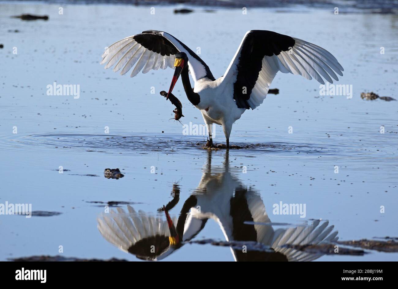 saddle-billed stork fishing in Botswana Stock Photo - Alamy