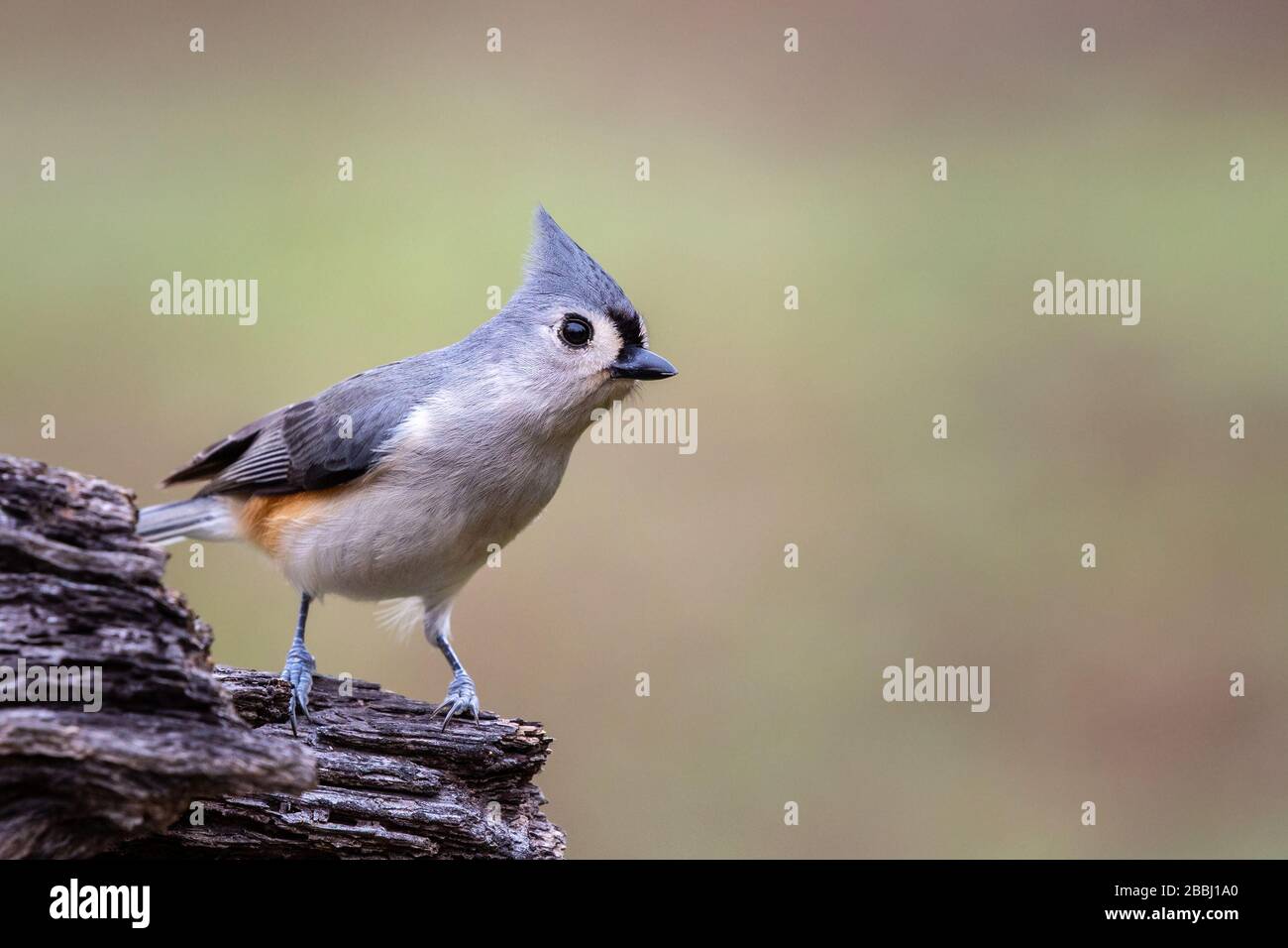 Colorful titmouse hi-res stock photography and images - Alamy