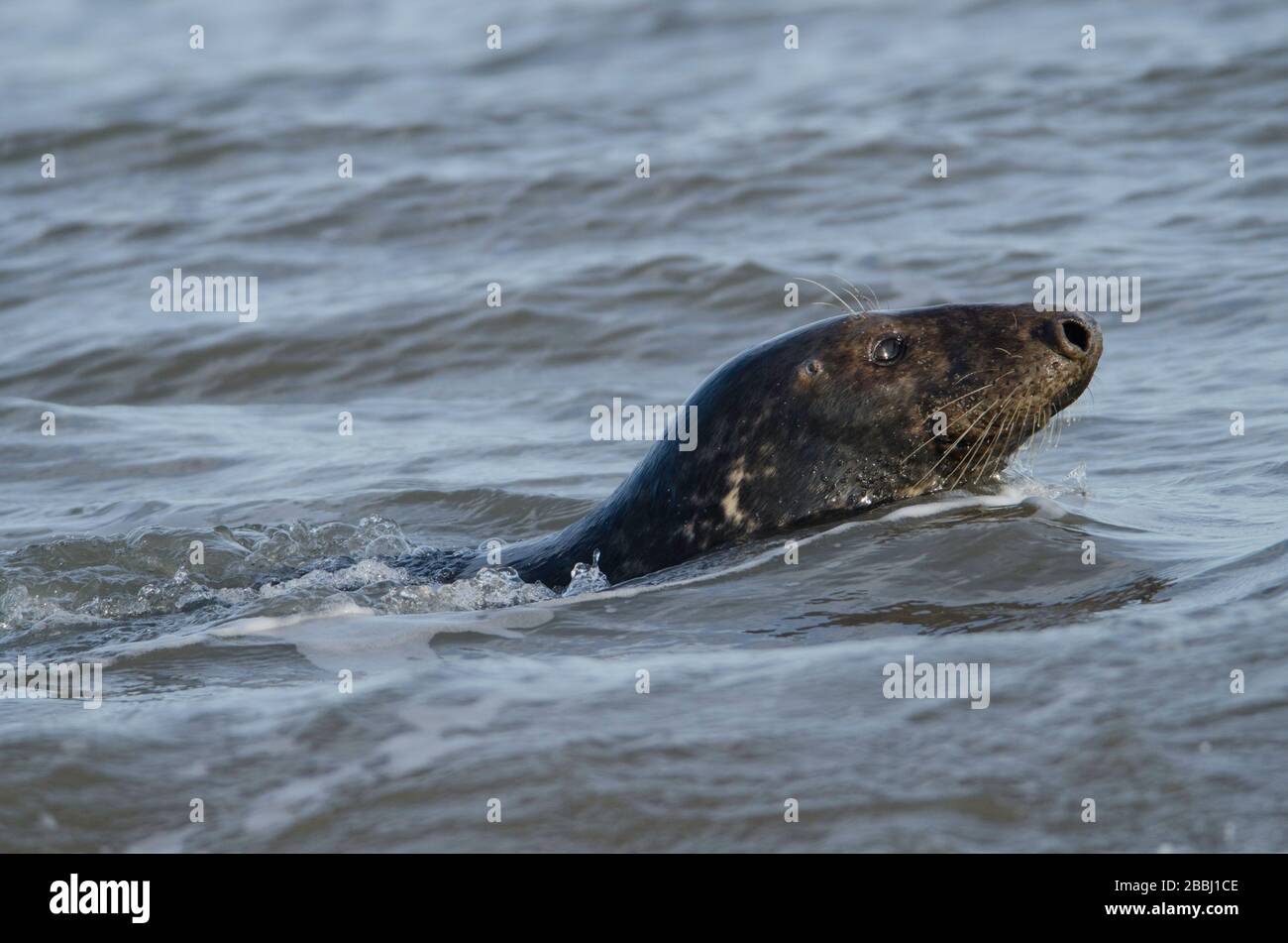 Winterton on sea seals hi-res stock photography and images - Alamy