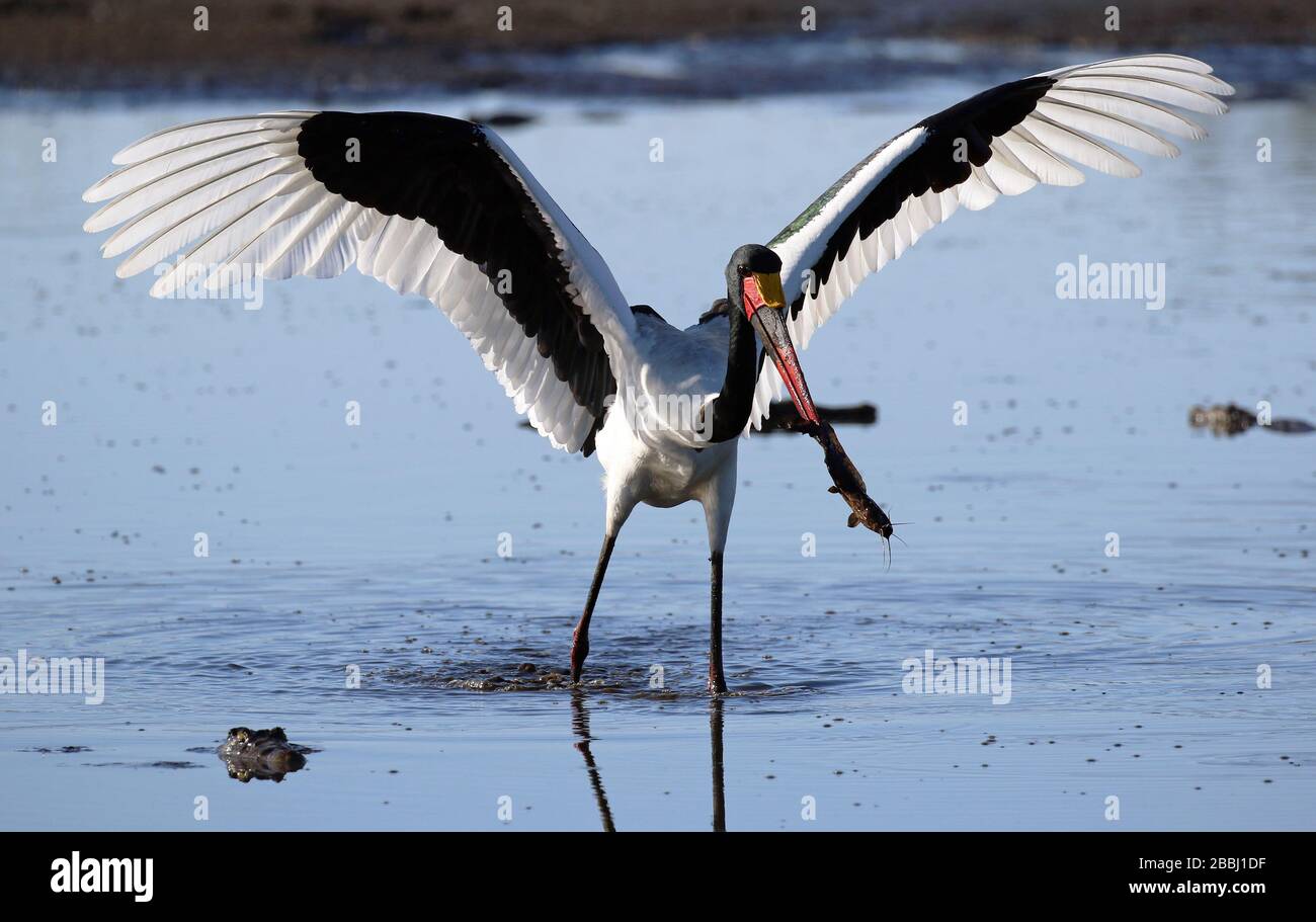 saddle-billed stork fishing in Botswana Stock Photo - Alamy