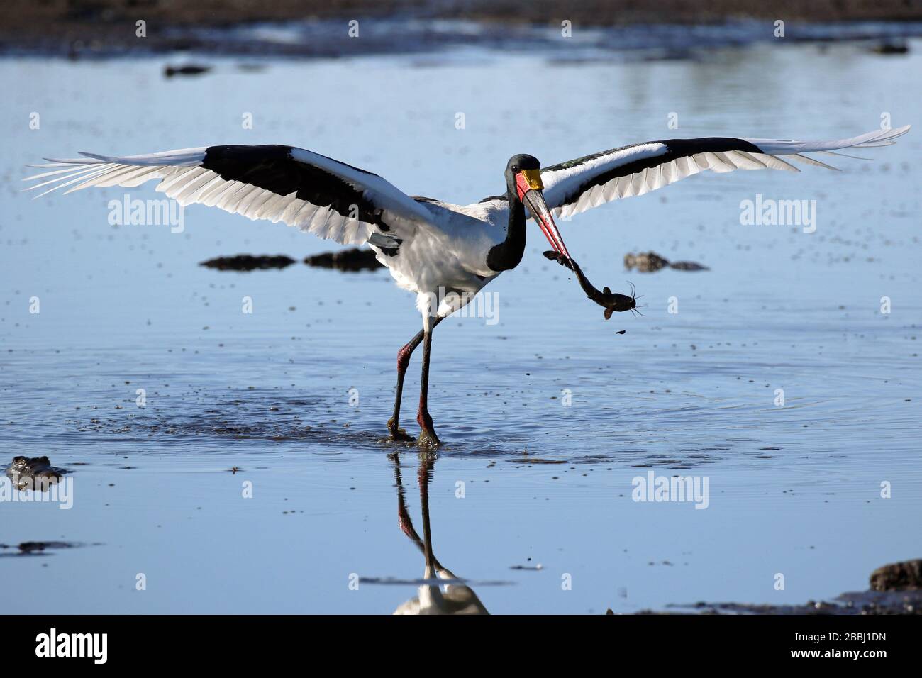 saddle-billed stork fishing in Botswana Stock Photo - Alamy