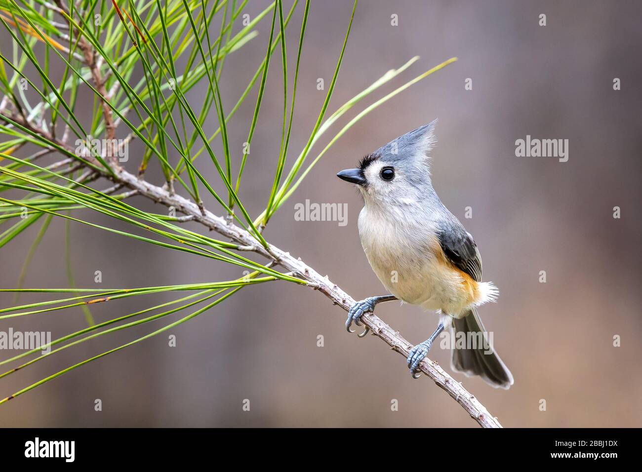 Bright titmouse hi-res stock photography and images - Alamy