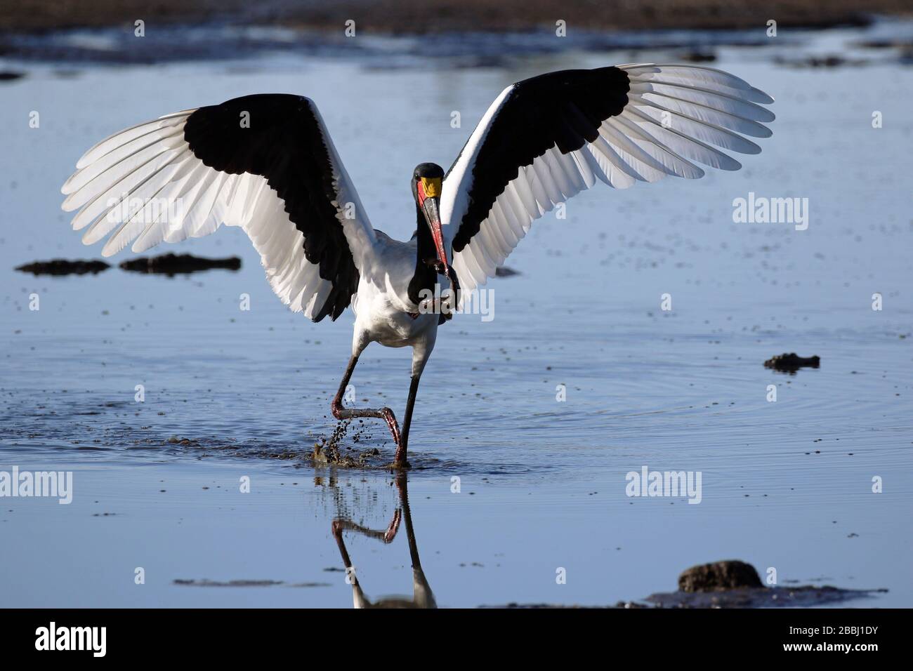 saddle-billed stork fishing in Botswana Stock Photo - Alamy