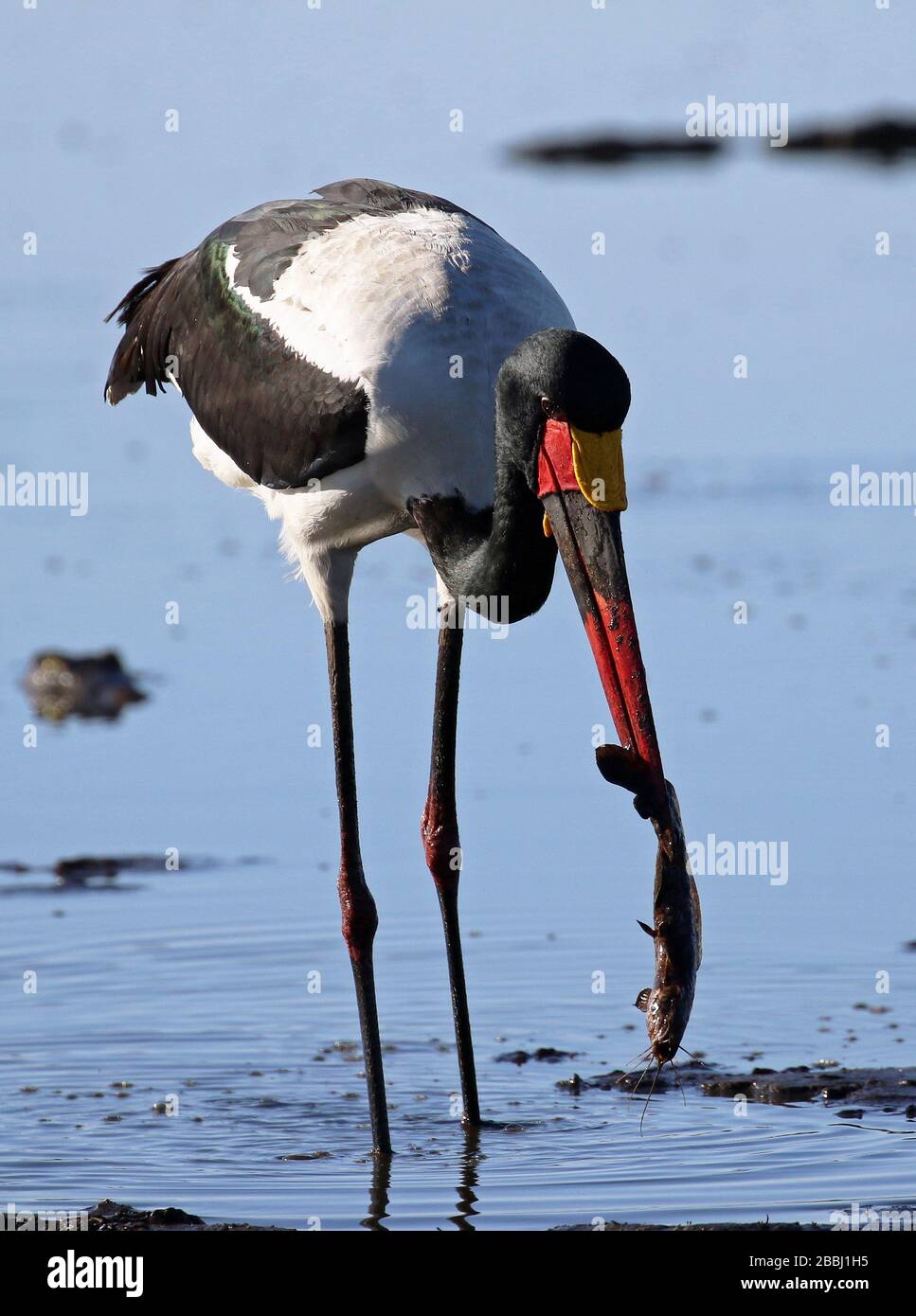 saddle-billed stork fishing in Botswana Stock Photo - Alamy