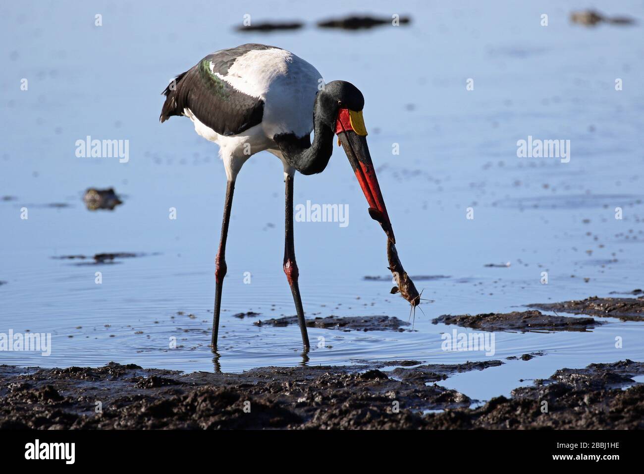 saddle-billed stork fishing in Botswana Stock Photo - Alamy