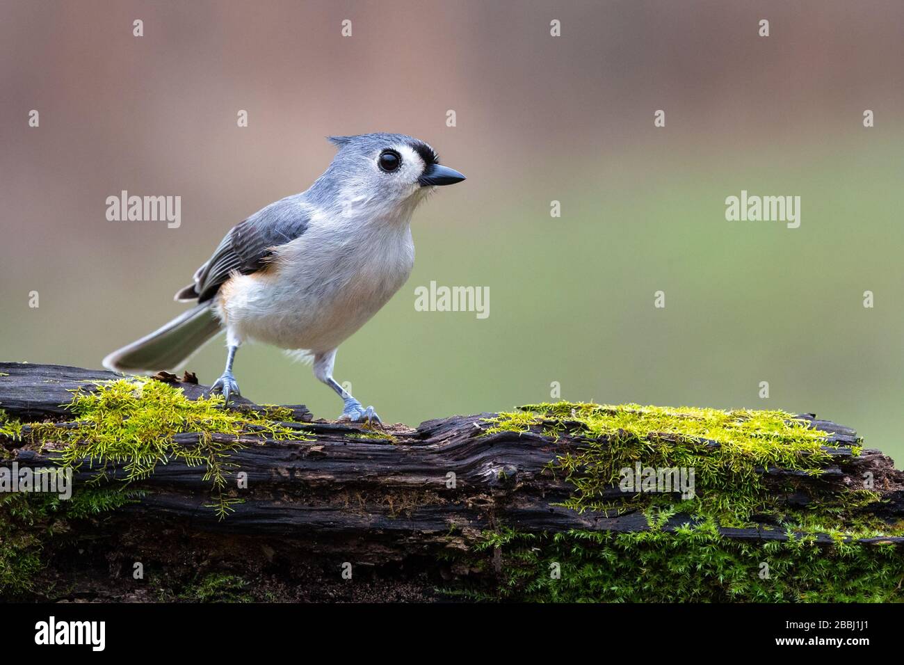 Colorful titmouse hi-res stock photography and images - Alamy