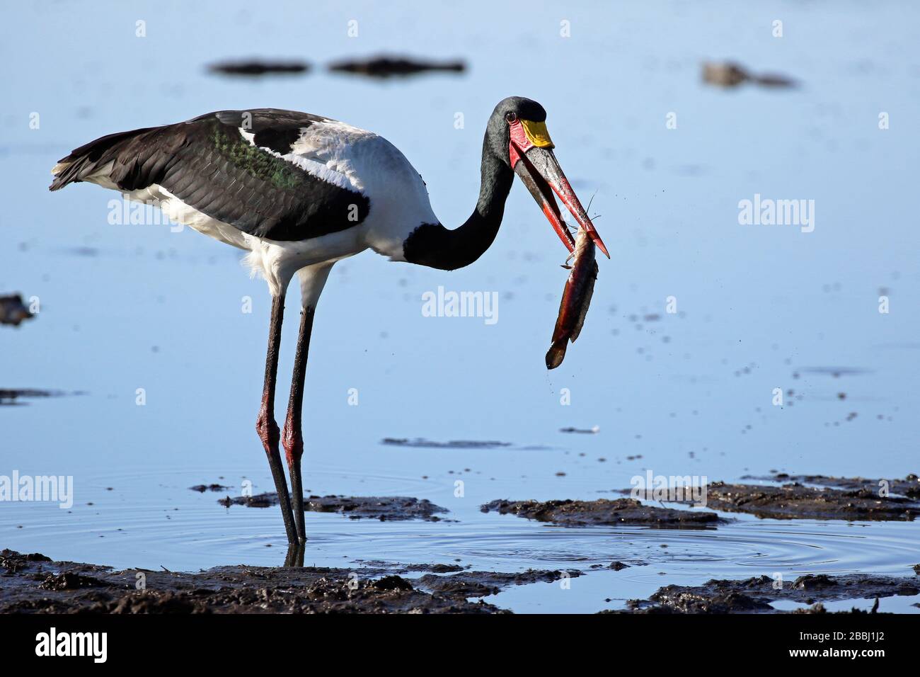 saddle-billed stork fishing in Botswana Stock Photo - Alamy