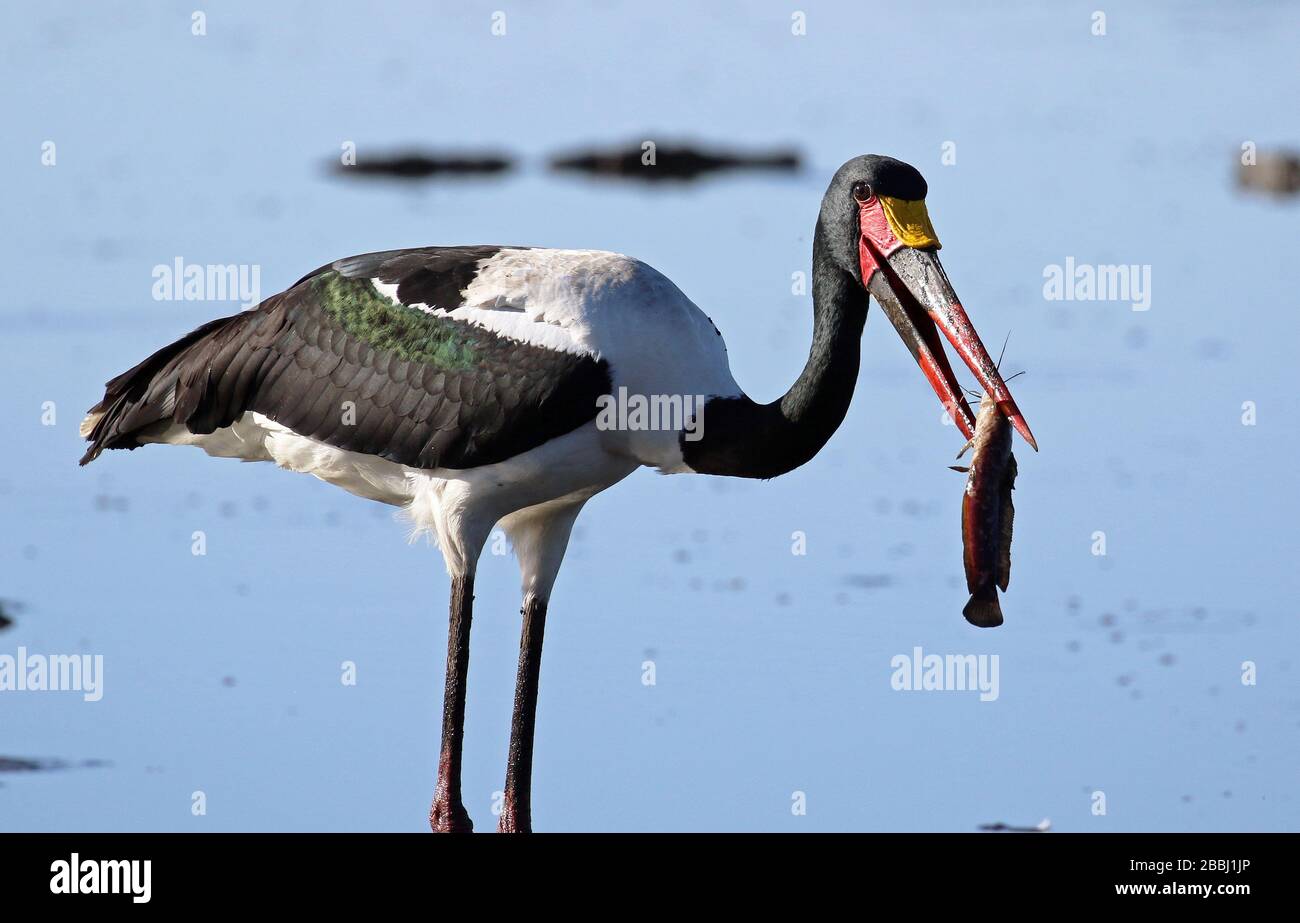 saddle-billed stork fishing in Botswana Stock Photo - Alamy