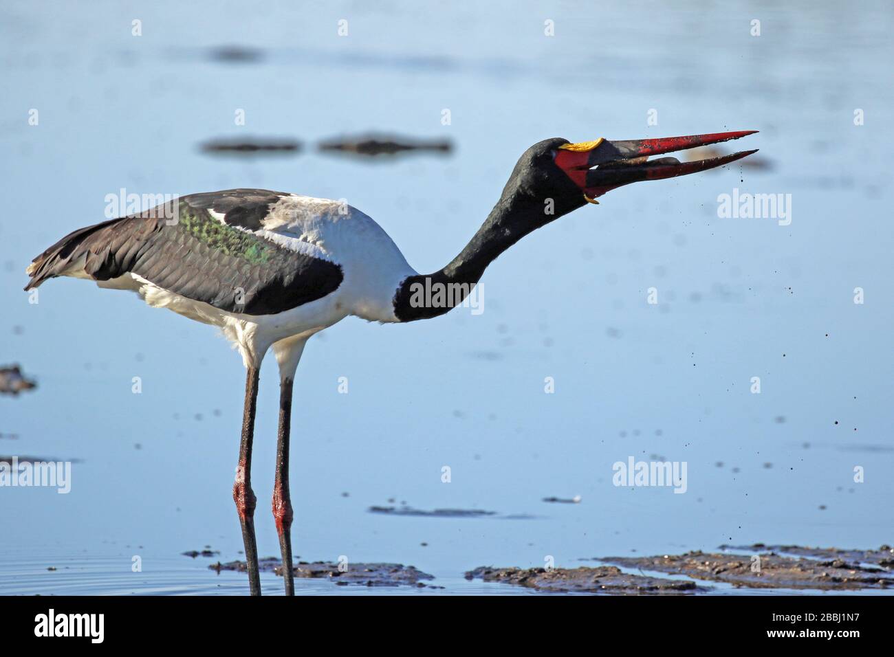 saddle-billed stork fishing in Botswana Stock Photo - Alamy