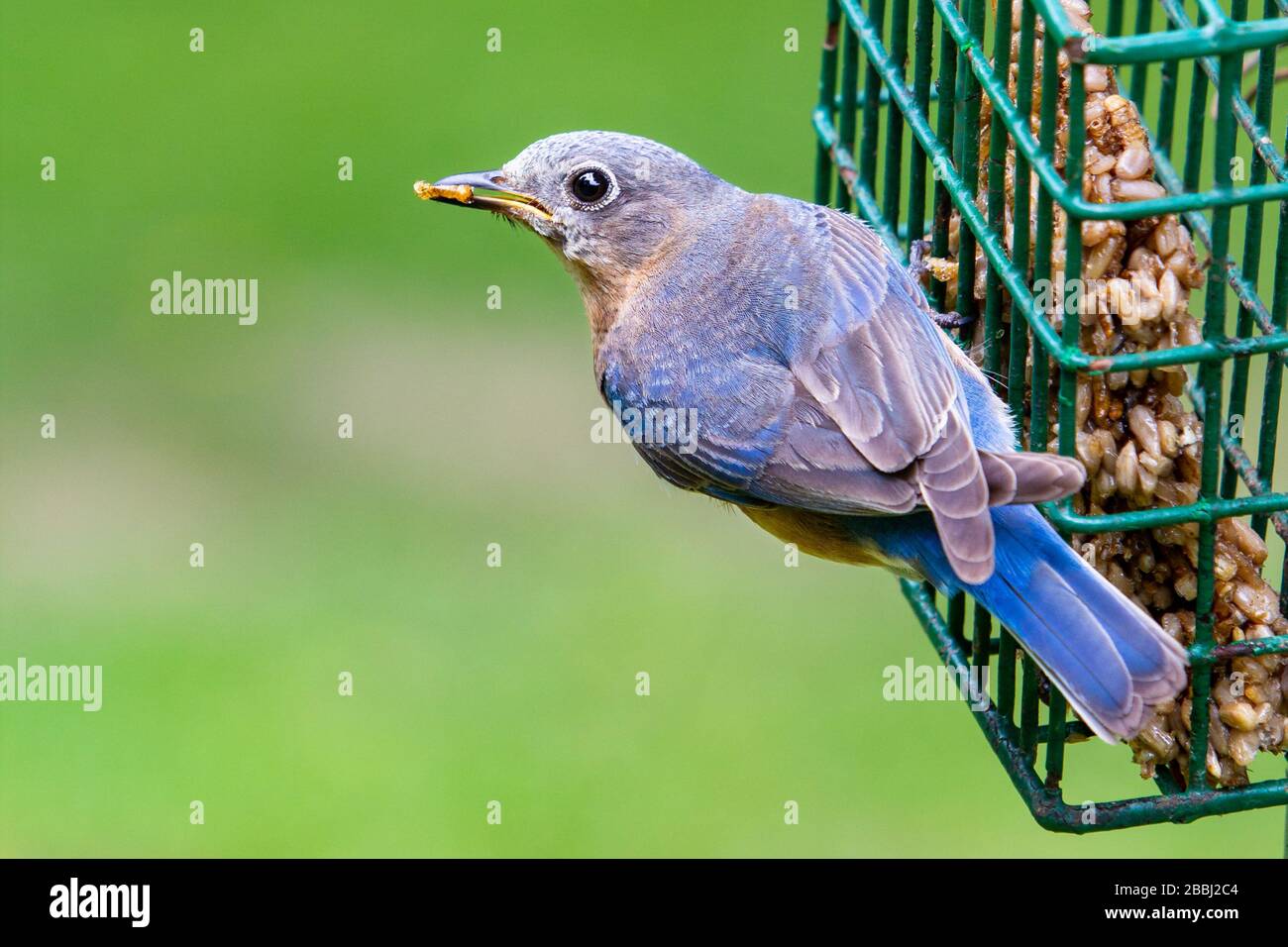 Common bluebird hi-res stock photography and images - Alamy