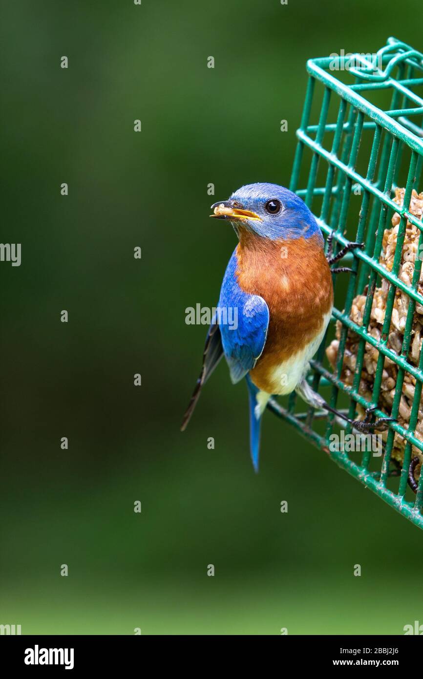 Common bluebird hi-res stock photography and images - Alamy