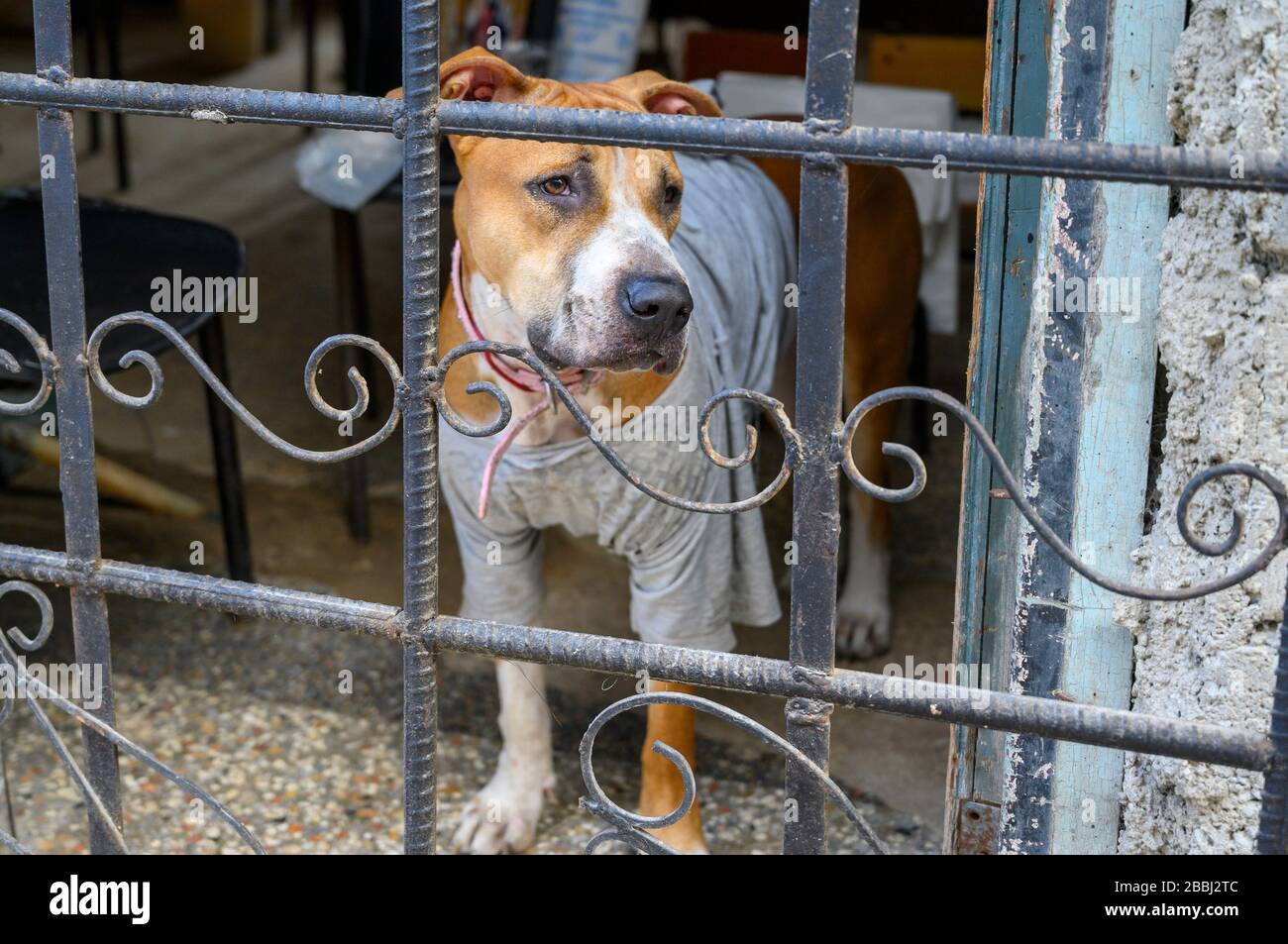 Dog, Havana Vieja, Cuba Stock Photo - Alamy