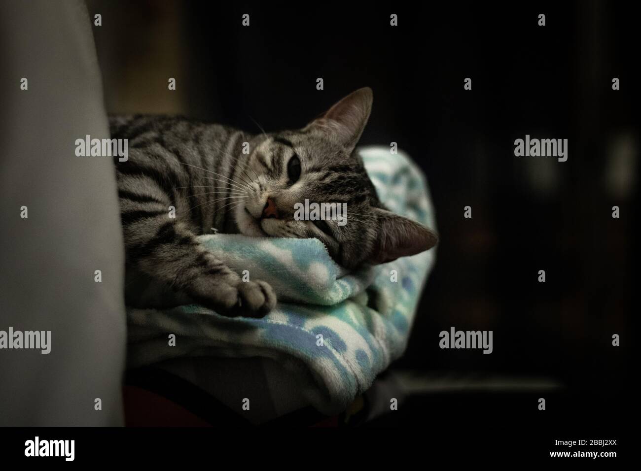 Photos of my cats Stock Photo - Alamy