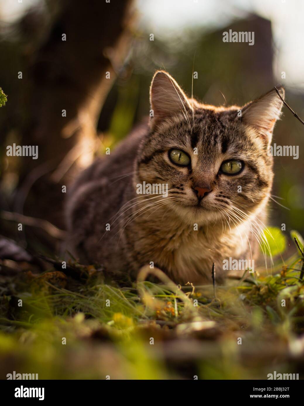 Photos of my cats Stock Photo - Alamy