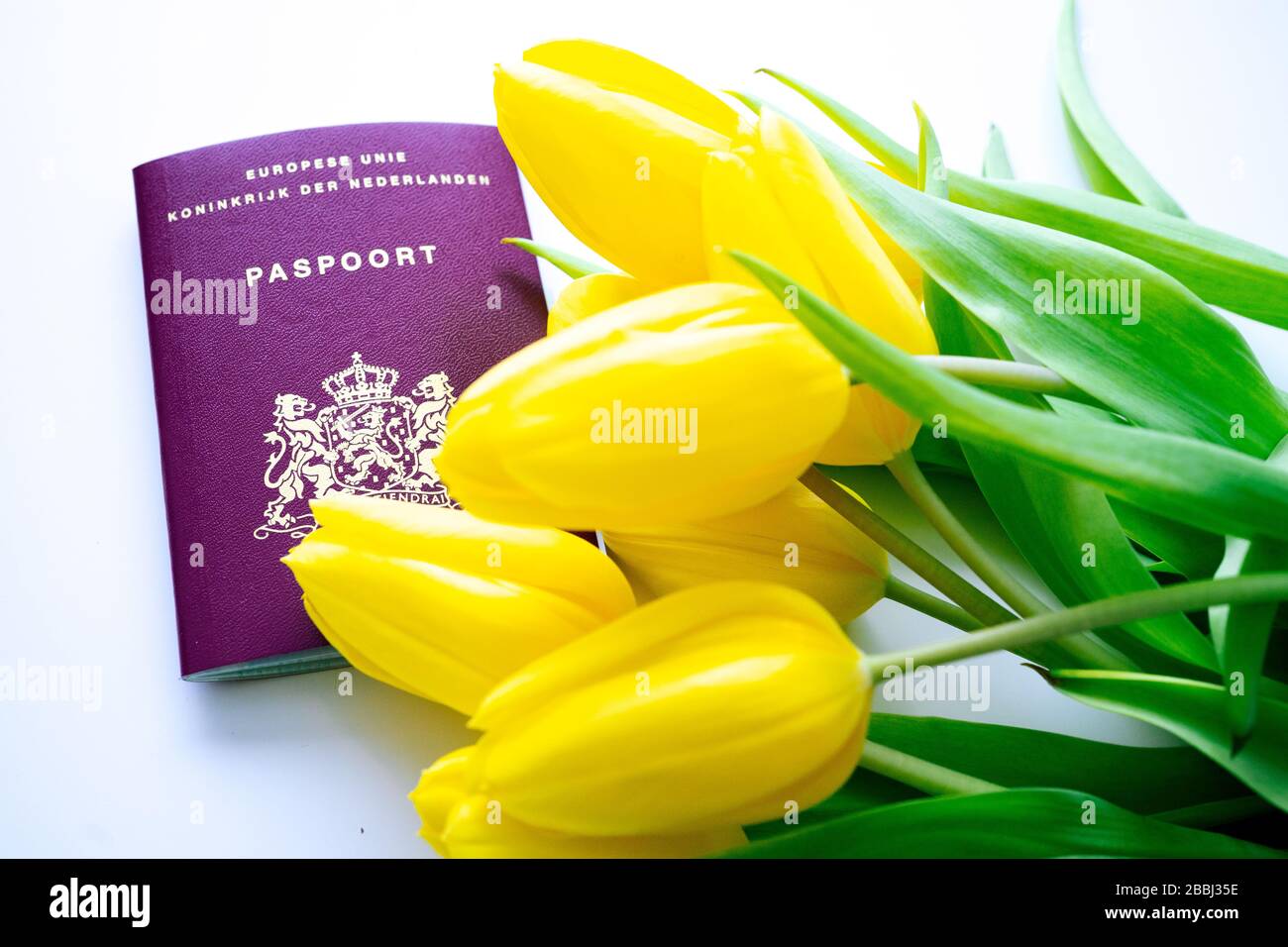 Top view European biometric passport of Netherlands. Official passport ...