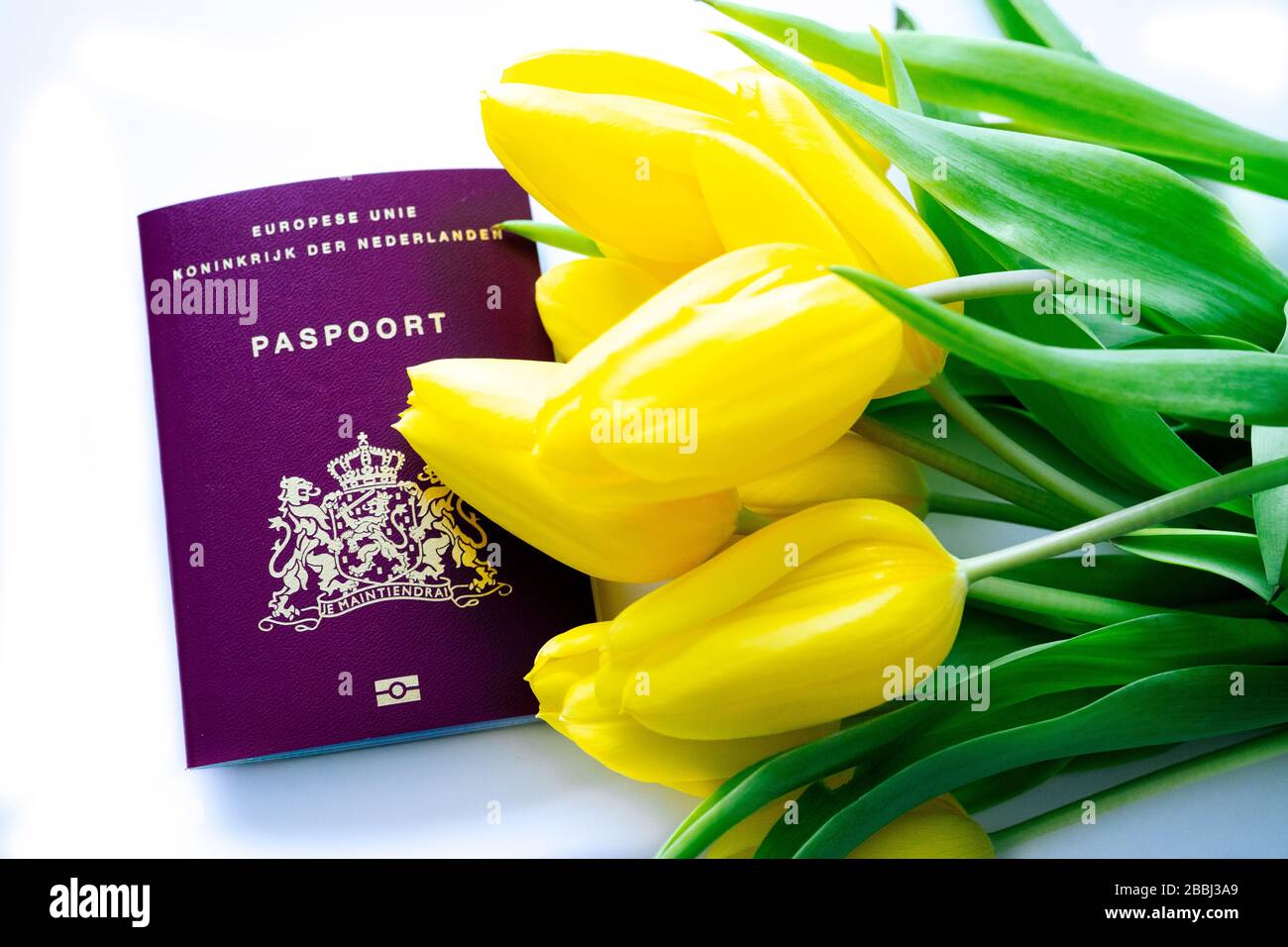 Top view European biometric passport of Netherlands. Official passport ...