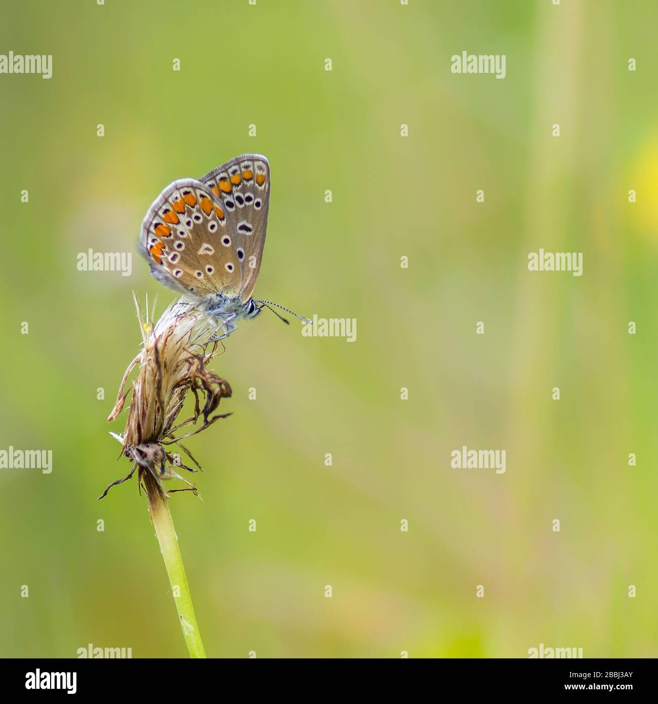 Black And White Spot Butterfly High Resolution Stock Photography and ...