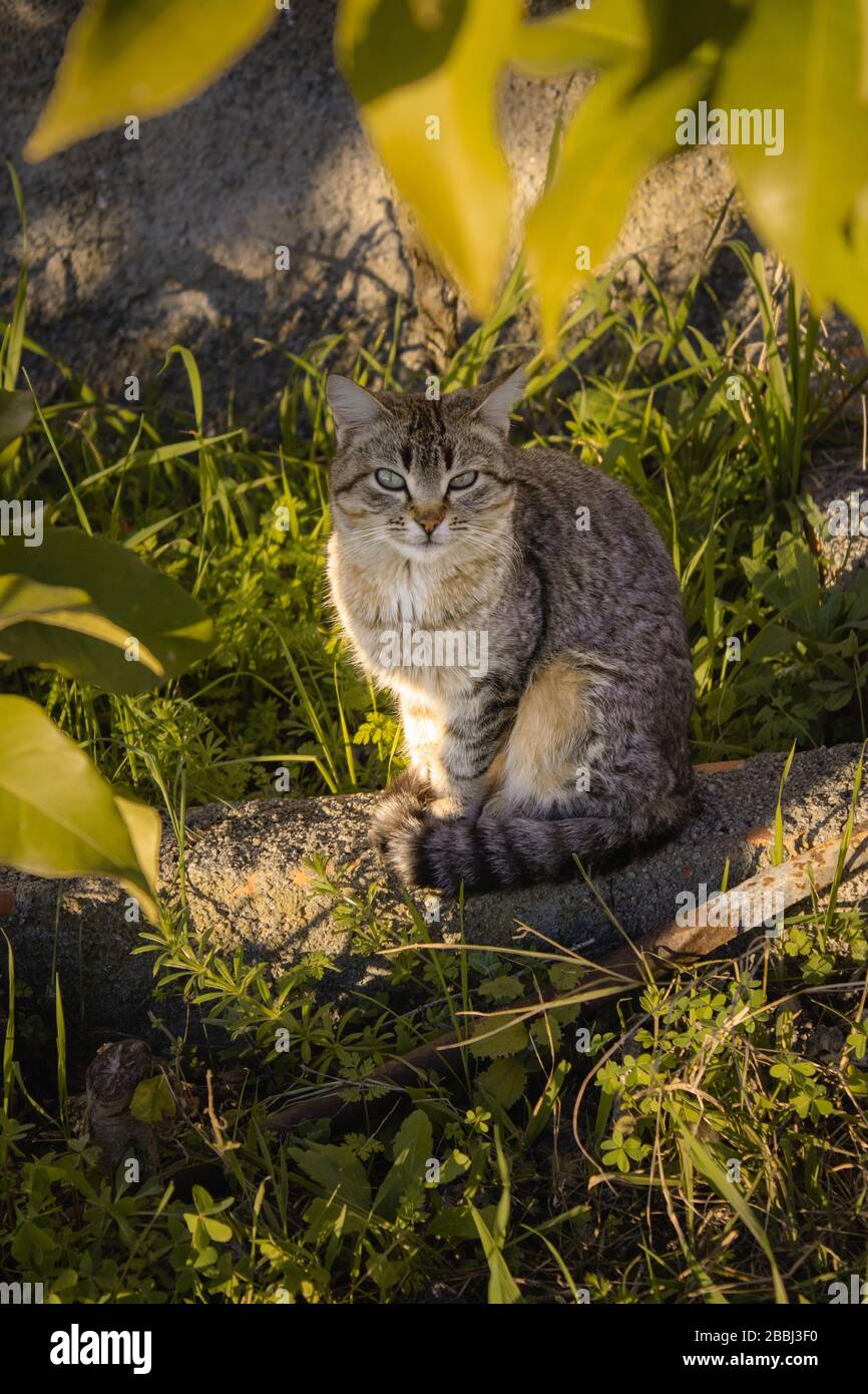 Photos of my cats Stock Photo - Alamy