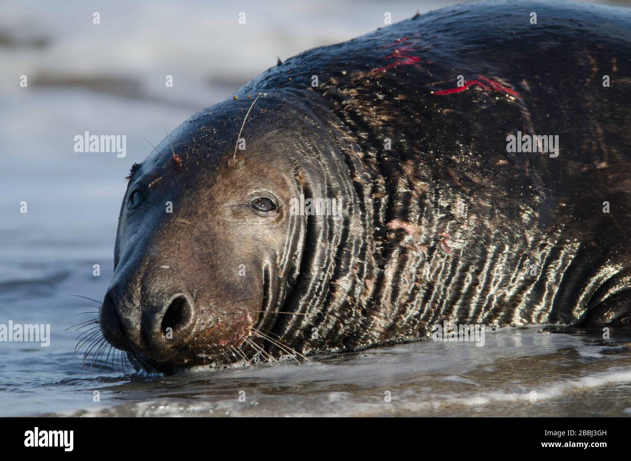 Grey Seals at Winterton on sea beach Stock Photo - Alamy