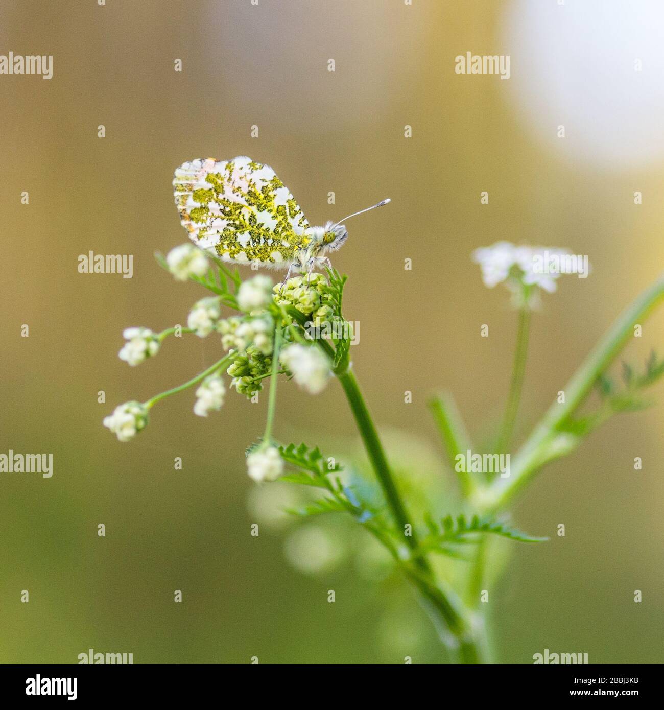 Tiny Butterfly High Resolution Stock Photography and Images - Alamy