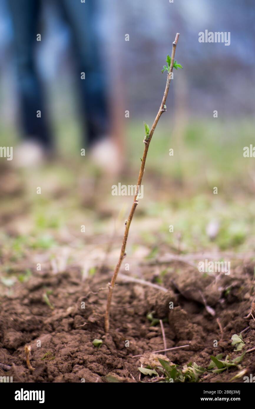 Planting raspberry twigs for spring fruit bushes Stock Photo - Alamy