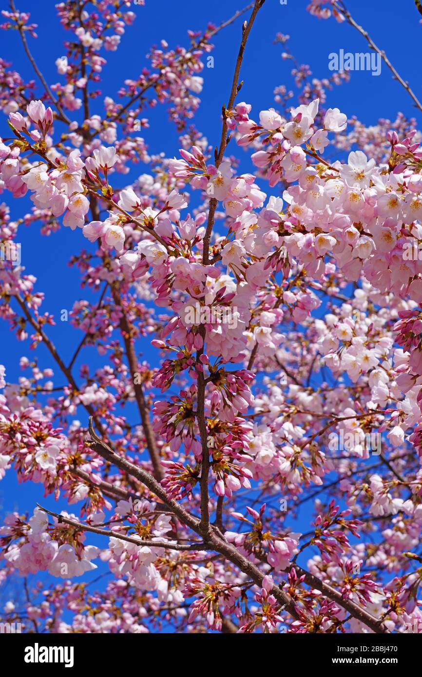 Billowy pink blossoms of a weeping sakura cherry prunus tree in spring ...