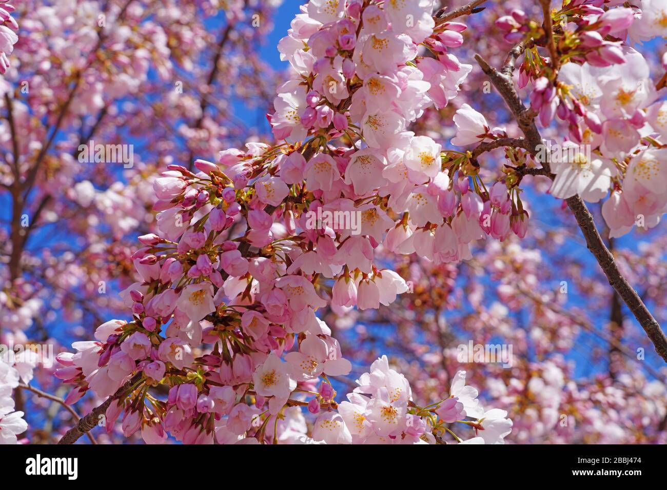 Billowy pink blossoms of a weeping sakura cherry prunus tree in spring ...
