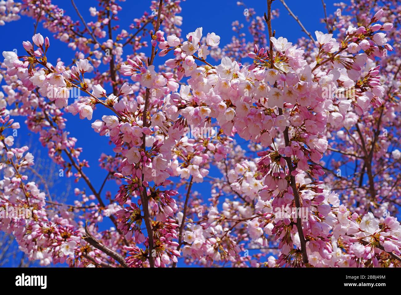 Billowy pink blossoms of a weeping sakura cherry prunus tree in spring ...