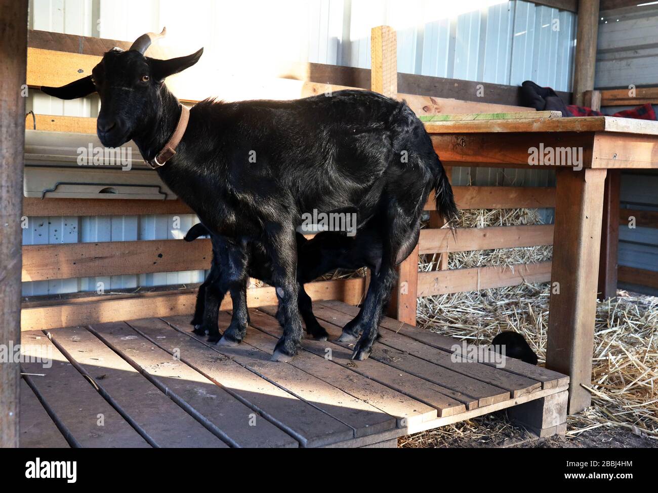 Black goats on a local suburban farm in a neighborhood of Queensland ...