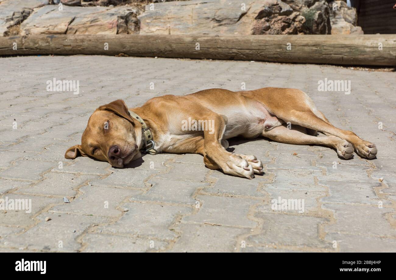 Yellow dog lying hi-res stock photography and images - Alamy