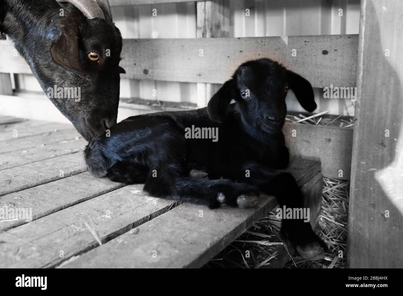 Black goats on a local suburban farm in a neighborhood of Queensland ...