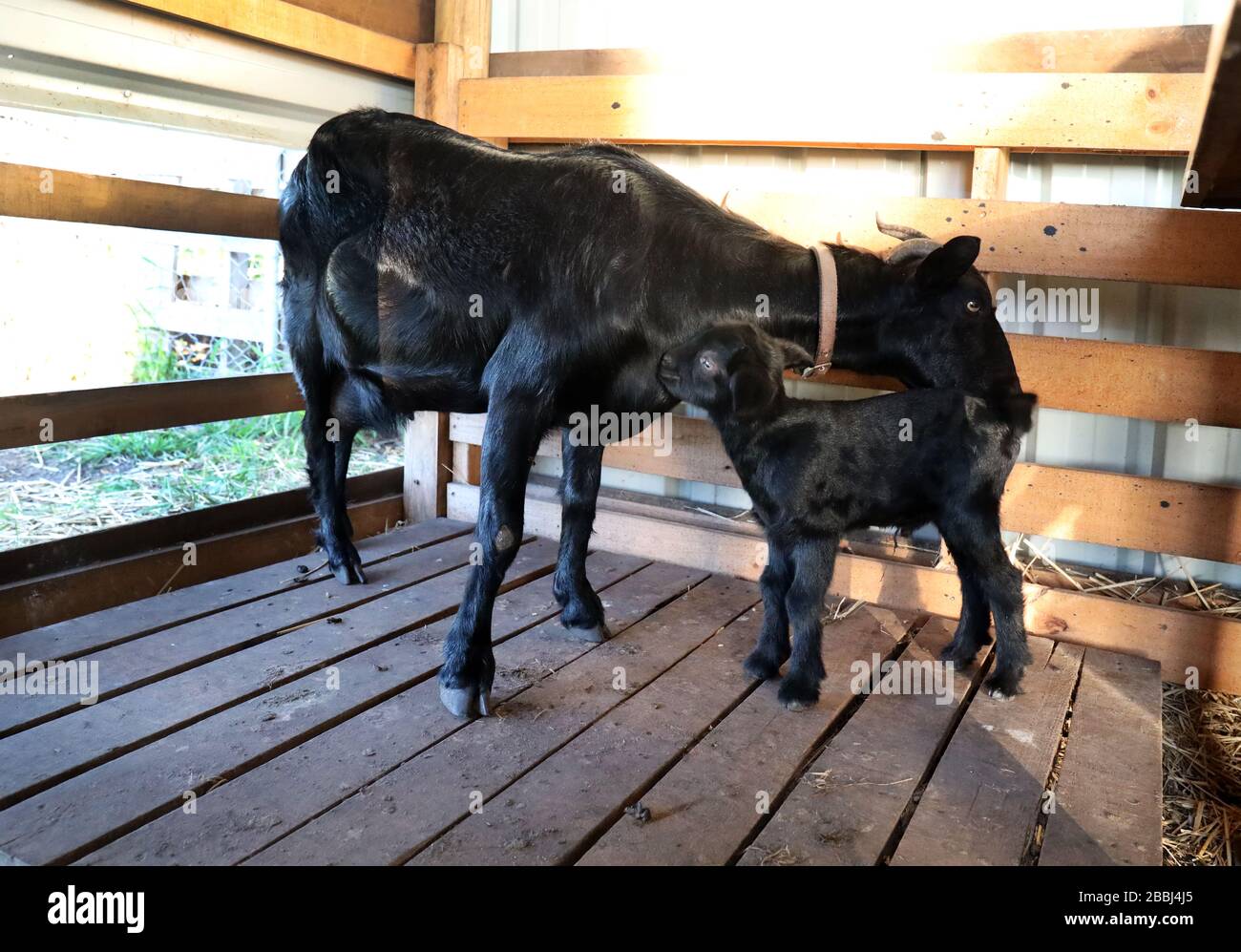 Black goats on a local suburban farm in a neighborhood of Queensland ...