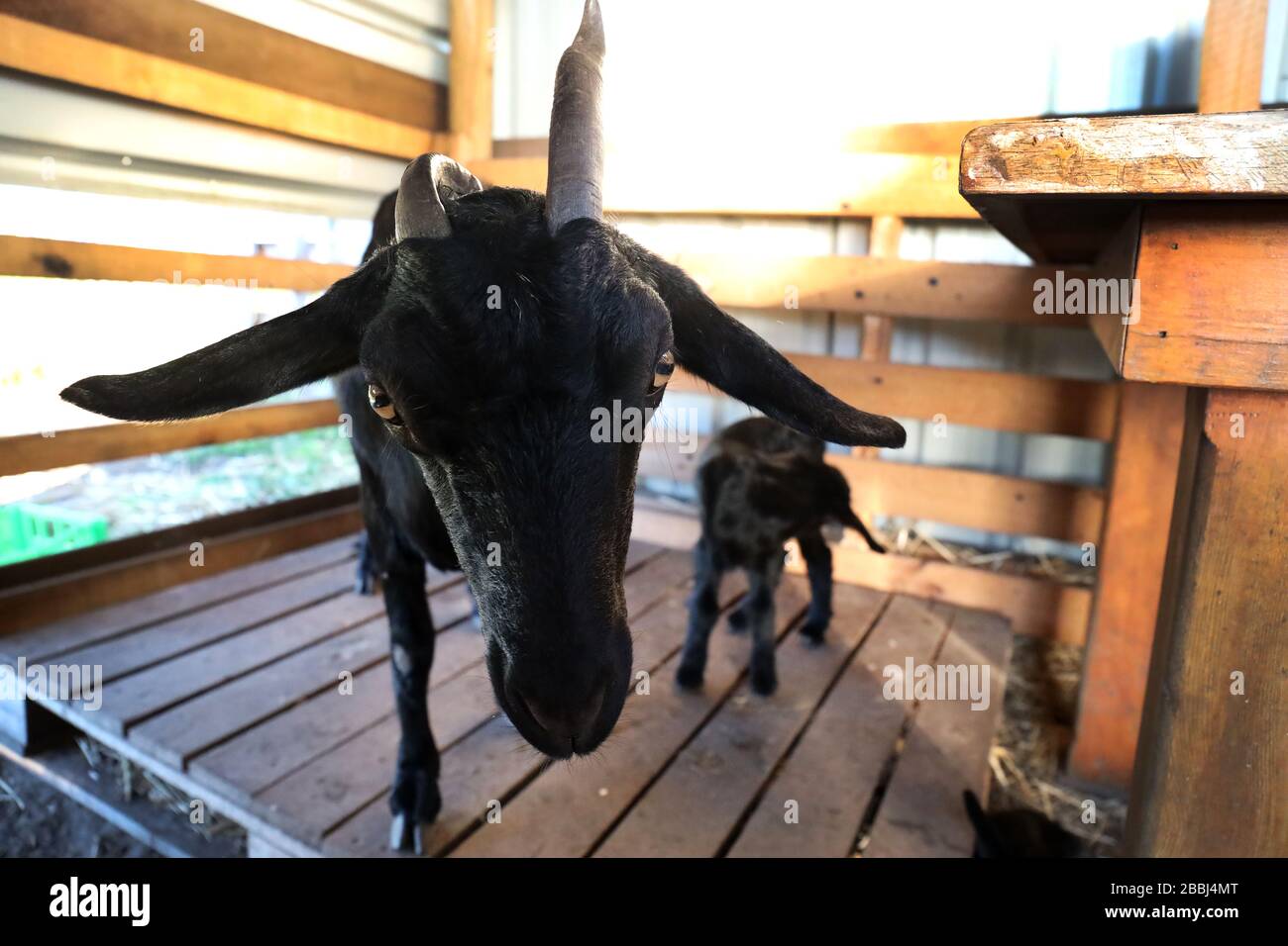 Black goats on a local suburban farm in a neighborhood of Queensland ...