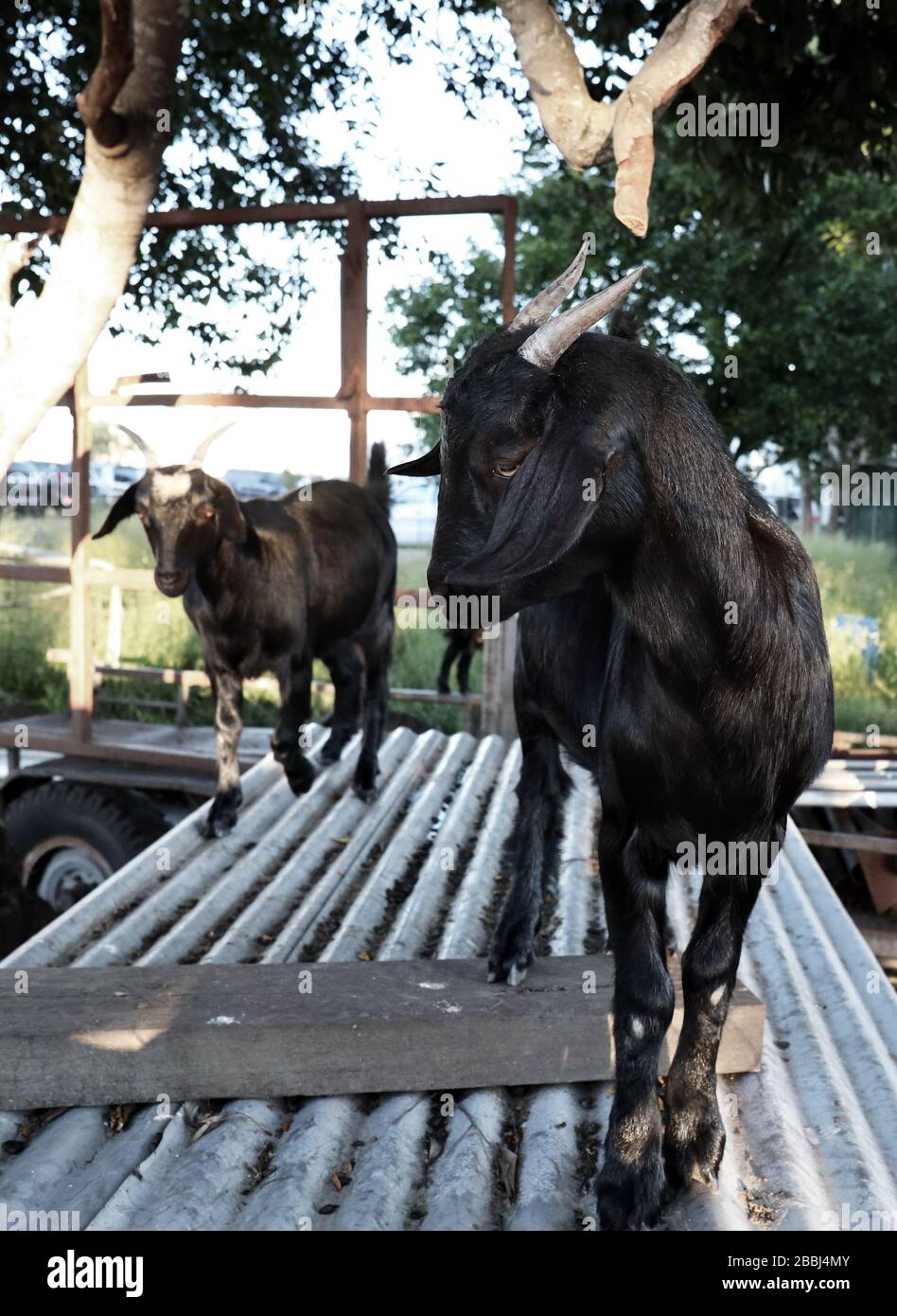 Black goats on a local suburban farm in a neighborhood of Queensland ...