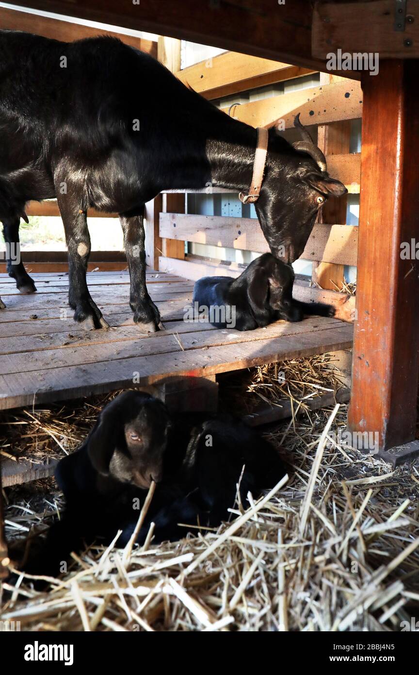Black goats on a local suburban farm in a neighborhood of Queensland ...