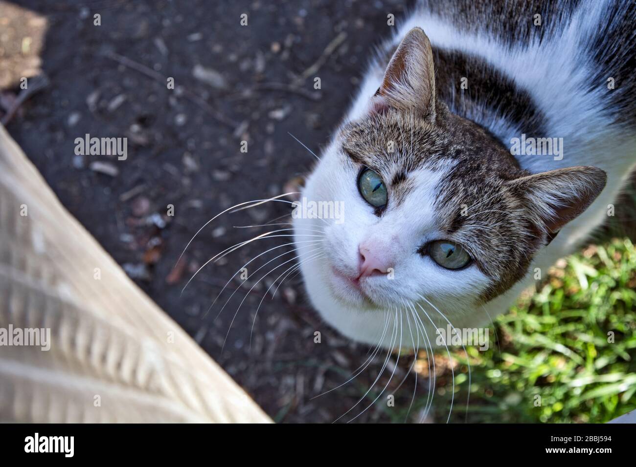The home cat poses and rests in the early spring sun in the grass Stock ...
