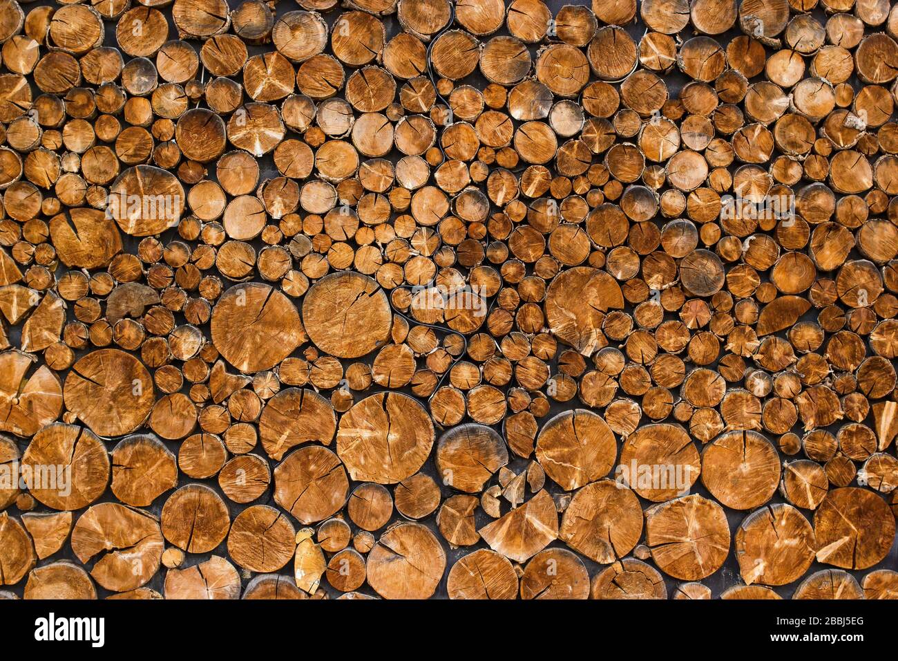 View of end cut wood tree section with cracks and annual rings. Natural organic texture with ...
