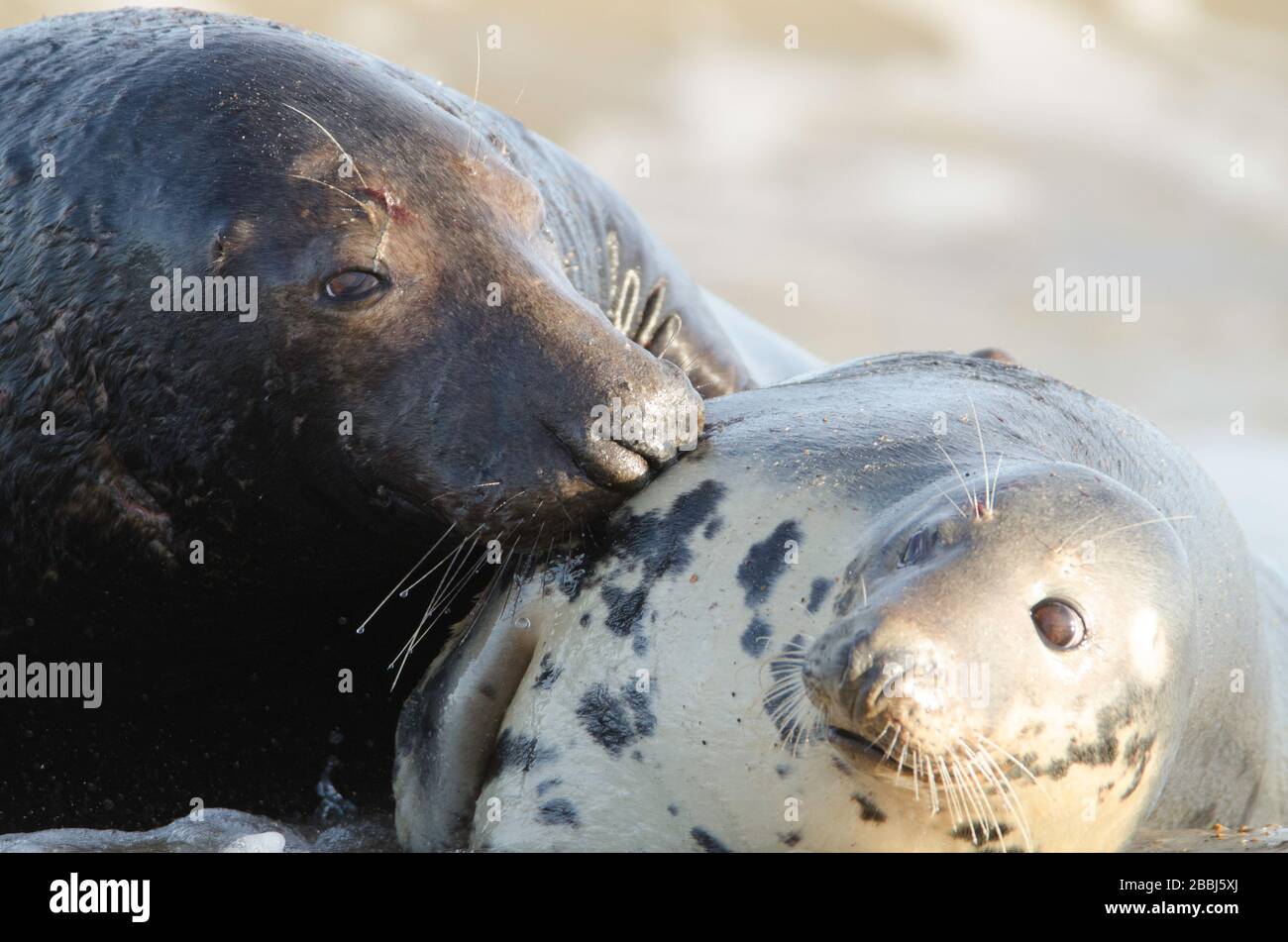 Grey Seals at Winterton on sea beach Stock Photo - Alamy