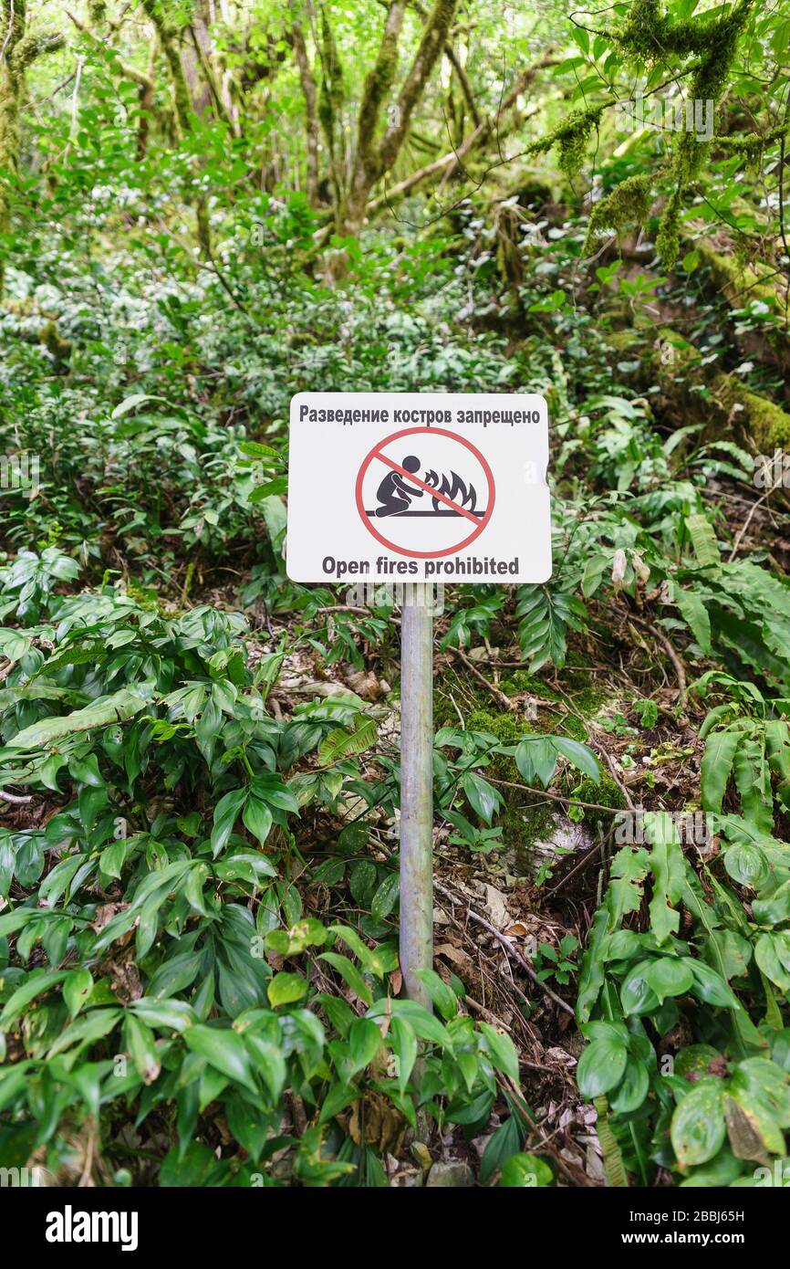 Colchis forest hi-res stock photography and images - Alamy