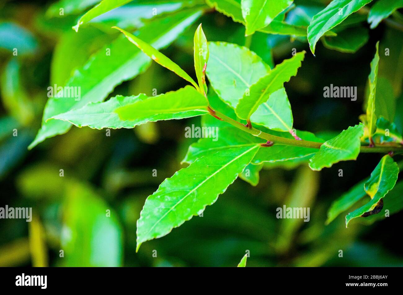 Call of nature hi-res stock photography and images - Alamy