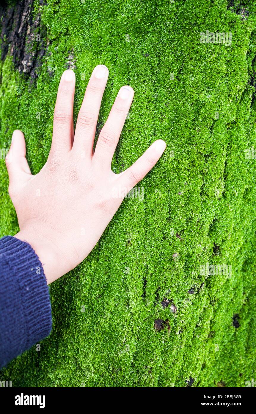 call of nature, trunks, branches and leaves of trees with human hand ...