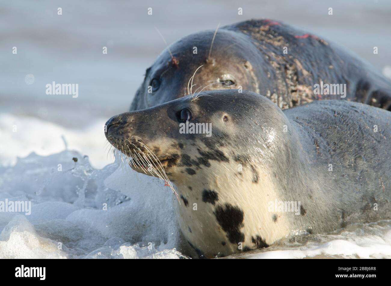 Grey Seals at Winterton on sea beach Stock Photo - Alamy