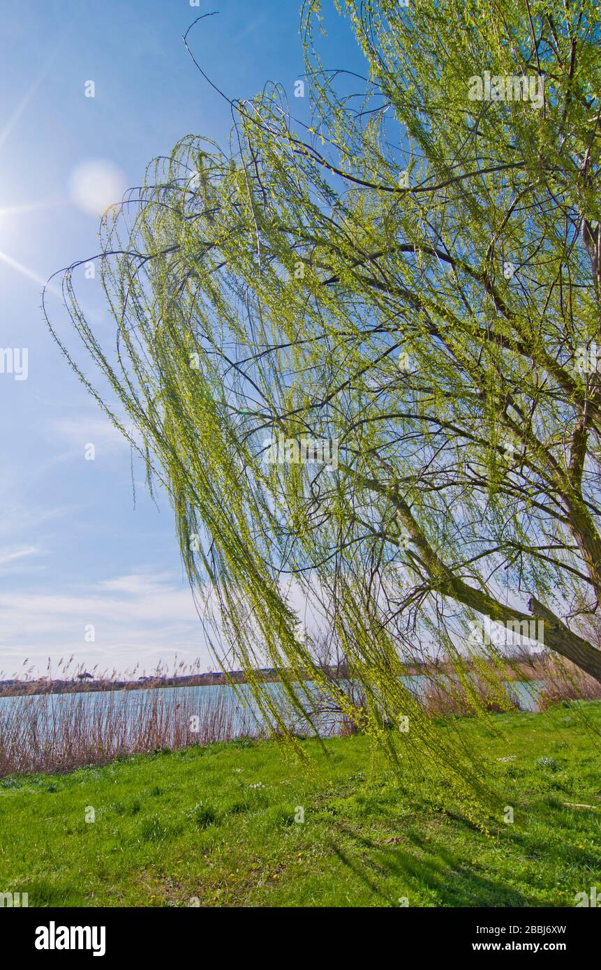 call of nature, trunks, branches and leaves of trees Stock Photo - Alamy