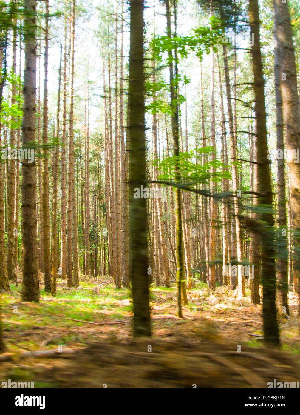 call of nature, trunks, branches and leaves of trees Stock Photo - Alamy