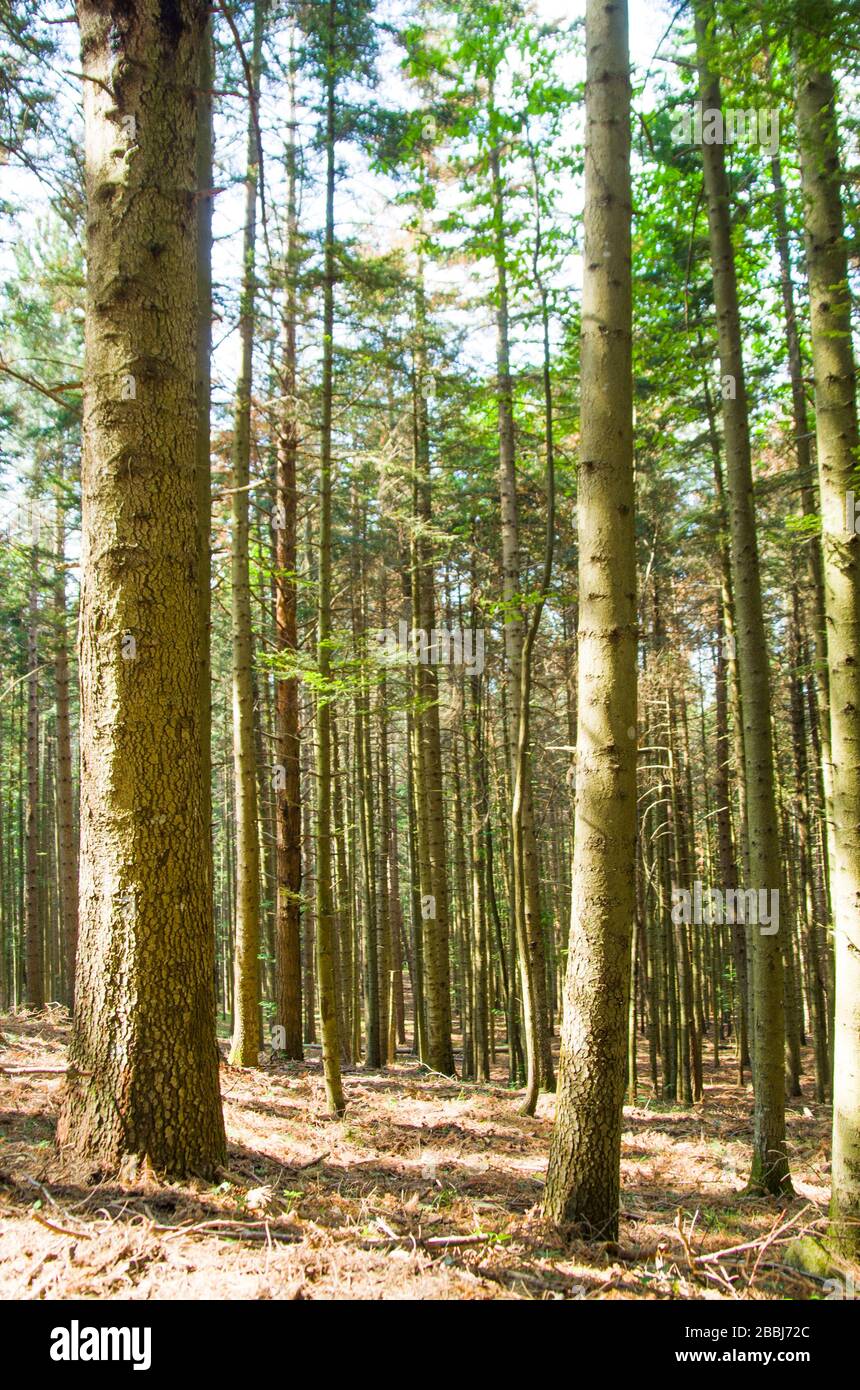 call of nature, trunks, branches and leaves of trees Stock Photo - Alamy
