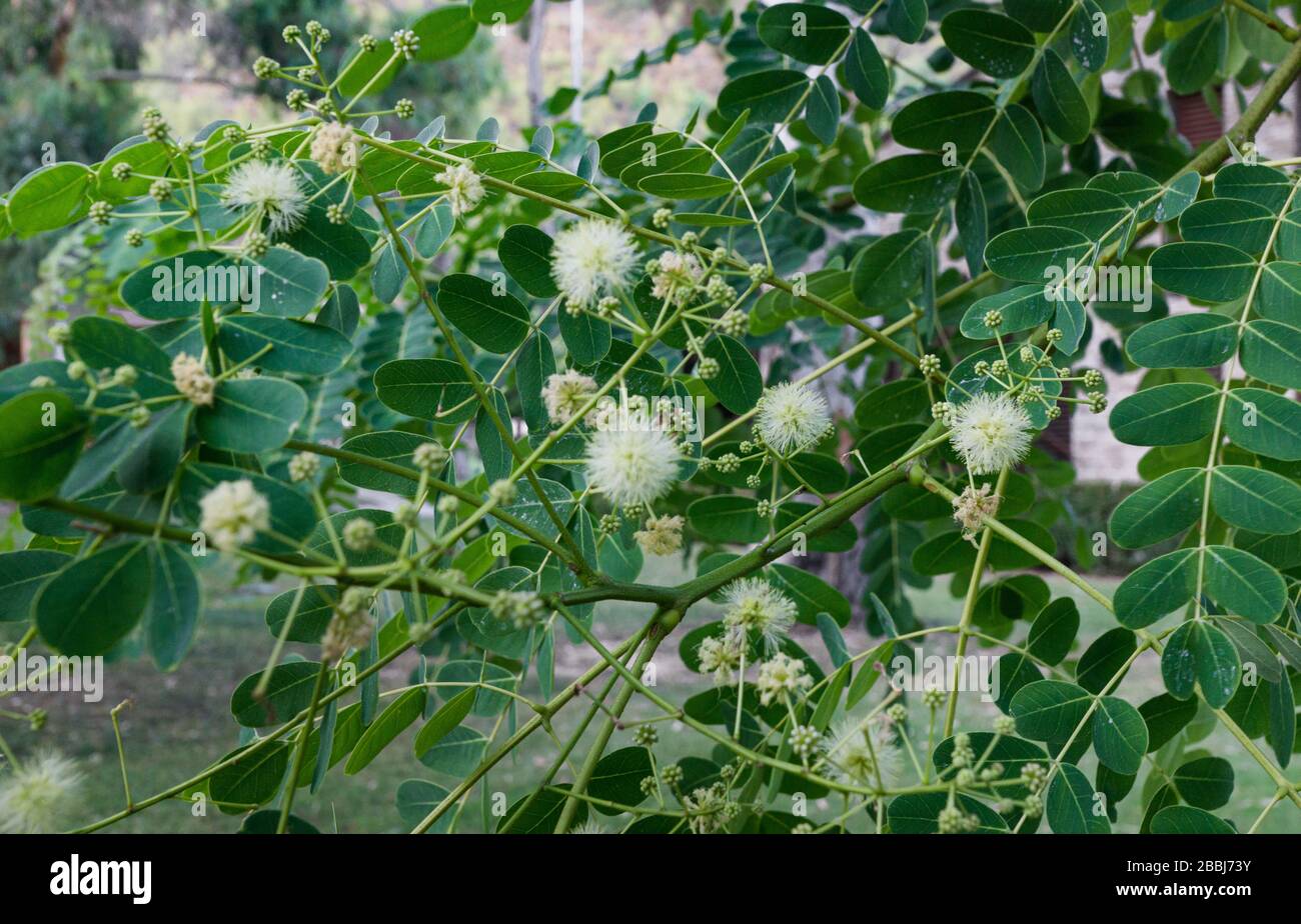 Acacia green hi-res stock photography and images - Alamy