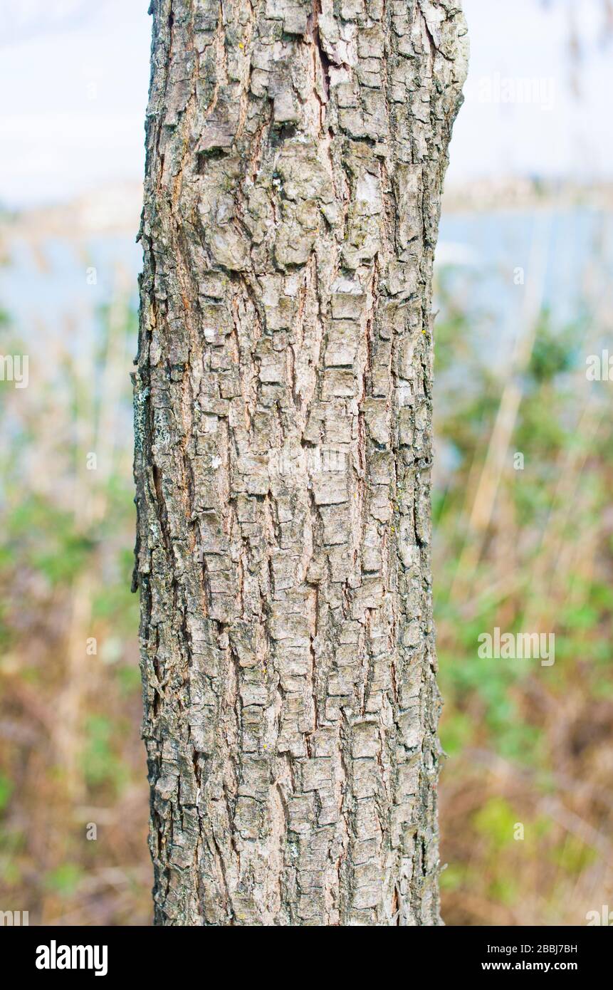 call of nature, trunks, branches and leaves of trees Stock Photo - Alamy