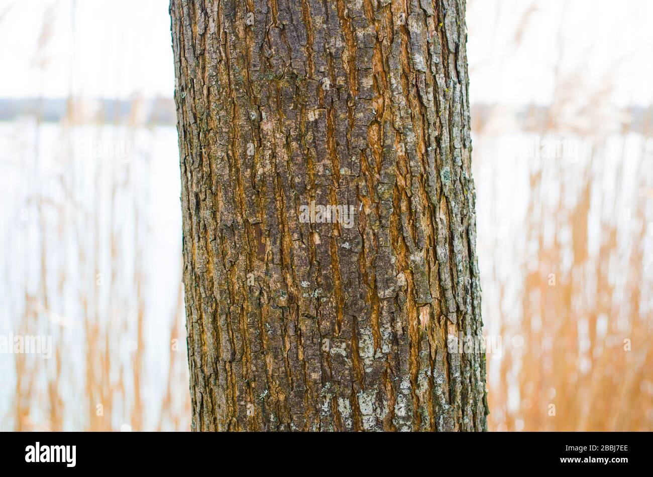 call of nature, trunks, branches and leaves of trees Stock Photo - Alamy
