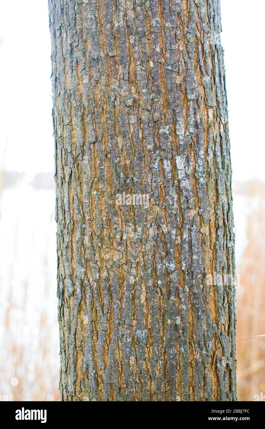 call of nature, trunks, branches and leaves of trees Stock Photo - Alamy