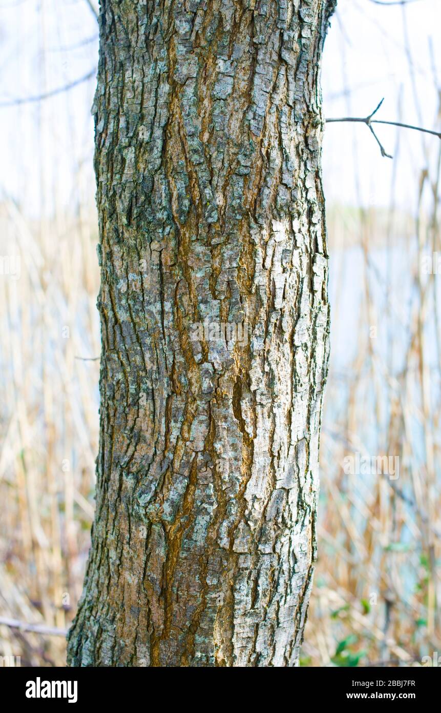 call of nature, trunks, branches and leaves of trees Stock Photo - Alamy